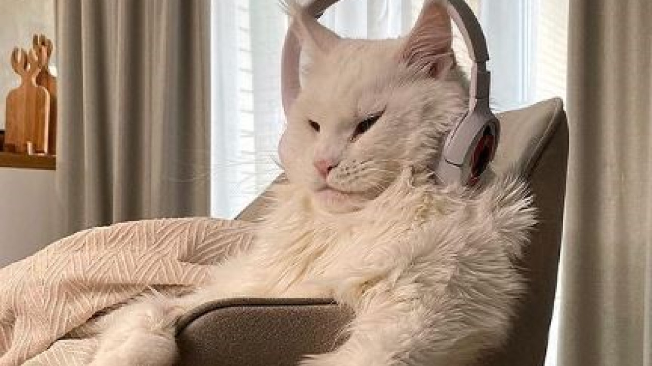 Ο μεγαλύτερος γάτος στον κόσμο - Ο Kefir έχει ύψος τετράχρονου παιδιού ...