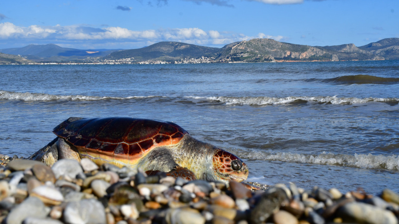 Μεγάλο ποσοστό χελωνών «Καρέτα- Καρέτα» εχούν καταπιεί πλαστικό | ΣΚΑΪ