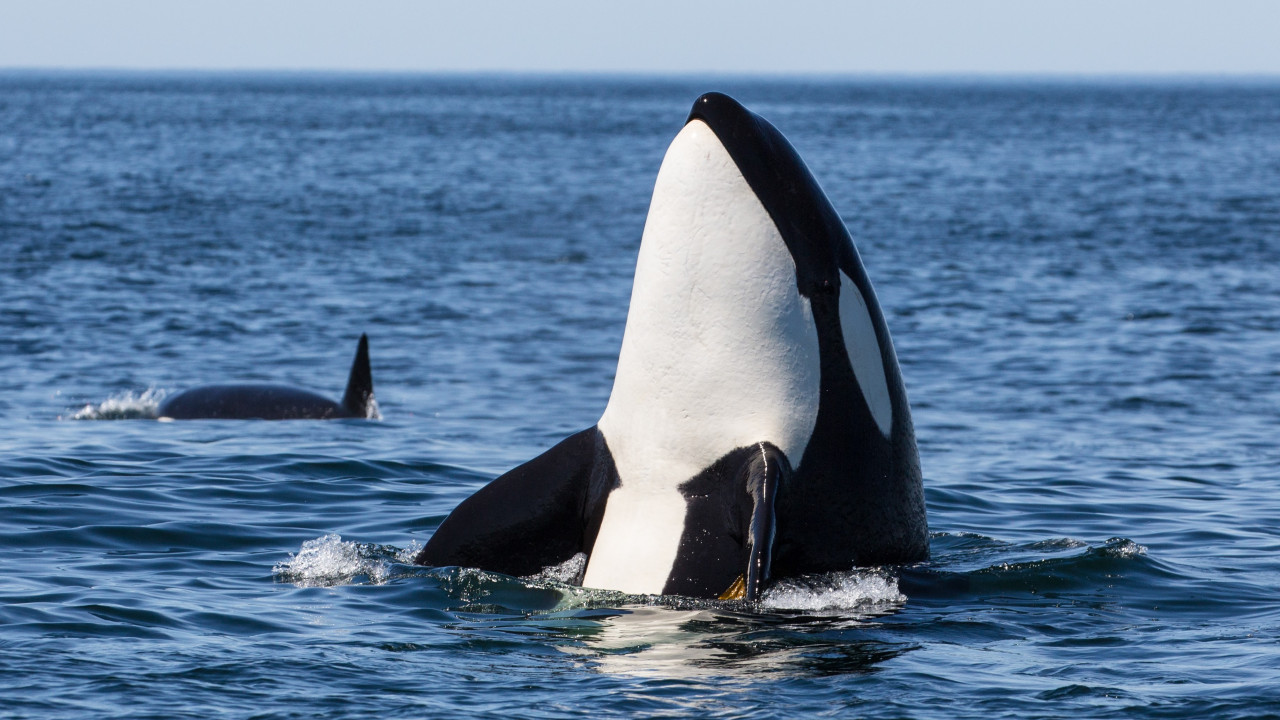Ουίκι: Η πρώτη όρκα που μιλάει την ανθρώπινη γλώσσα | ΣΚΑΪ